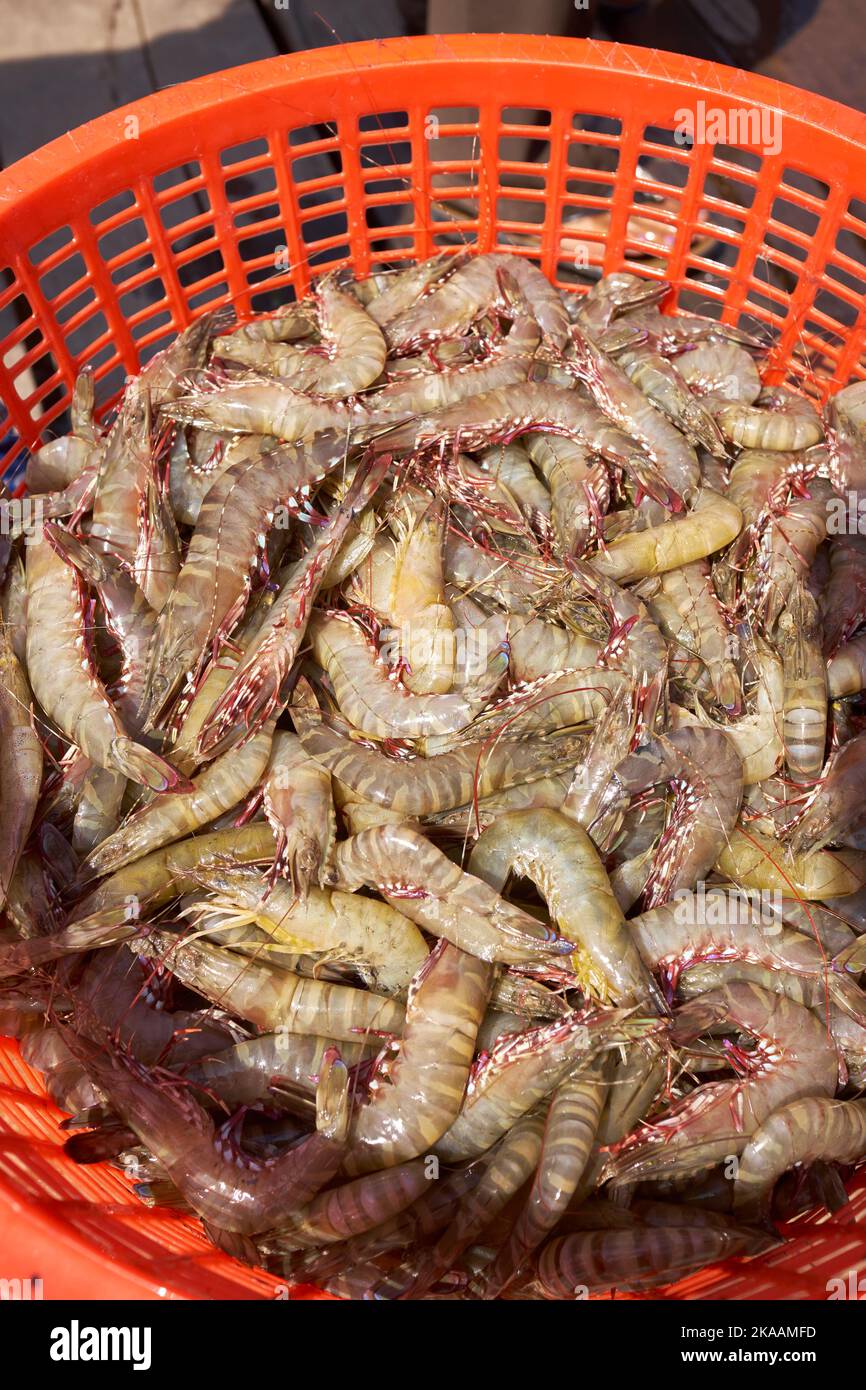 Prawns fish market town hi-res stock photography and images - Alamy
