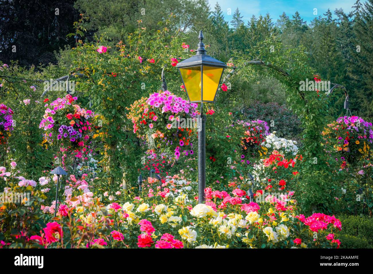 Rose garden butchart gardens victoria british columbia canada hi-res ...