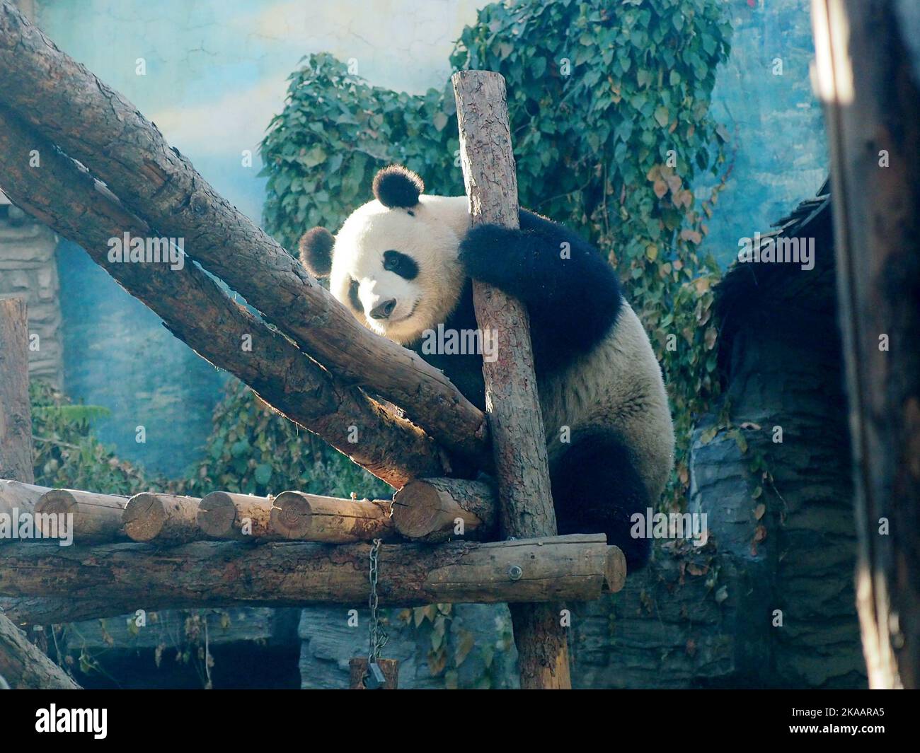 The panda is climbing and crossing a wooden bridge in the Beijing Zoo ...