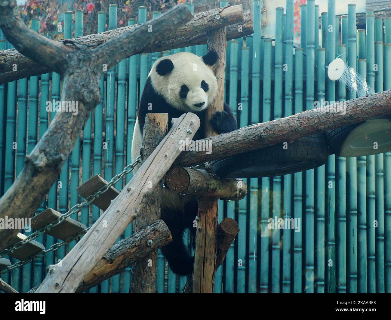 The panda is climbing and crossing a wooden bridge in the Beijing Zoo ...
