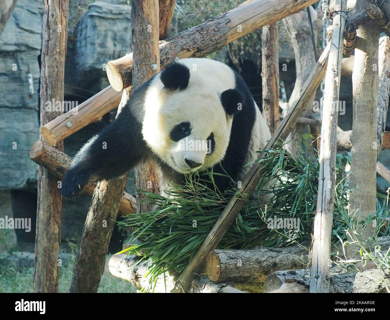 The panda is climbing and crossing a wooden bridge in the Beijing Zoo ...