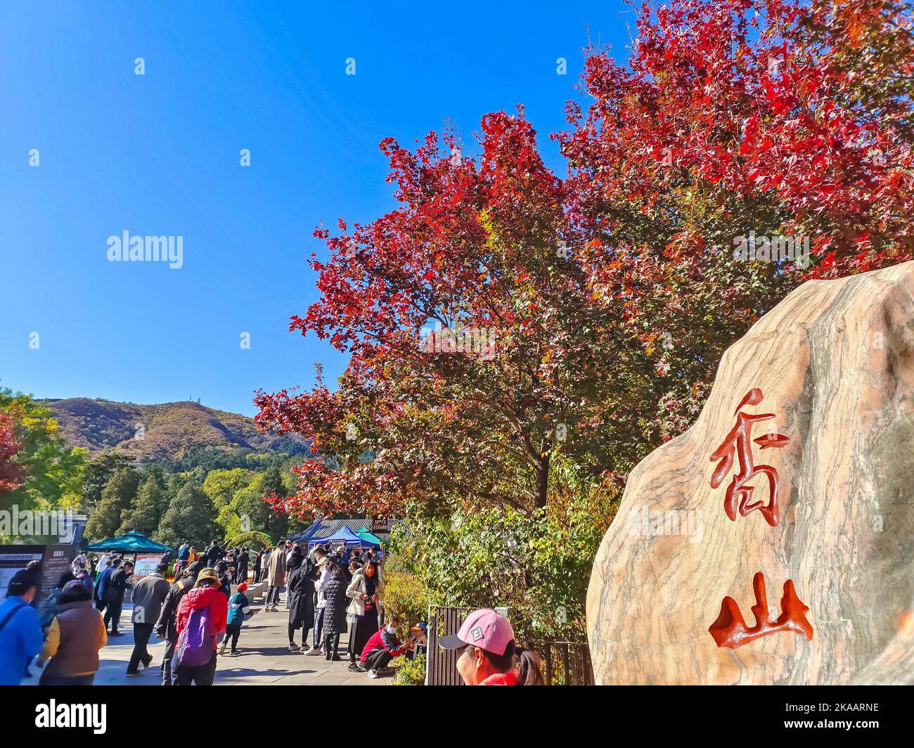 Late autumn views in Xiangshan Park, Beijing, China, 31 October, 2022 ...