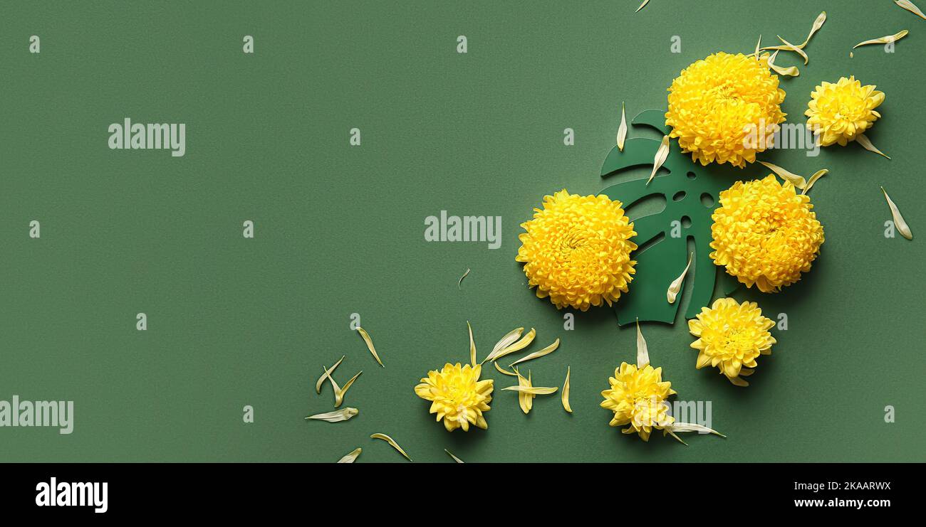 Yellow chrysanthemum flowers on green background with space for text ...