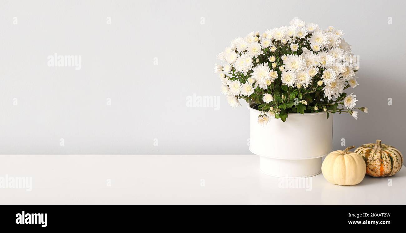 Pot with beautiful chrysanthemum flowers and pumpkins on table near ...
