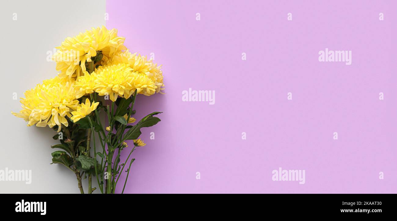 Yellow chrysanthemum flowers on lilac background with space for text ...