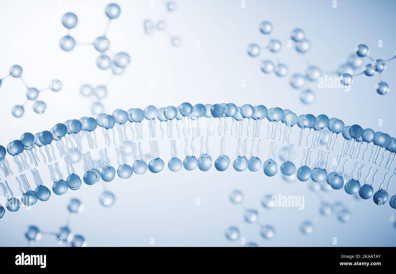 Transparent cytomembrane structure, 3d rendering. Digital drawing Stock ...