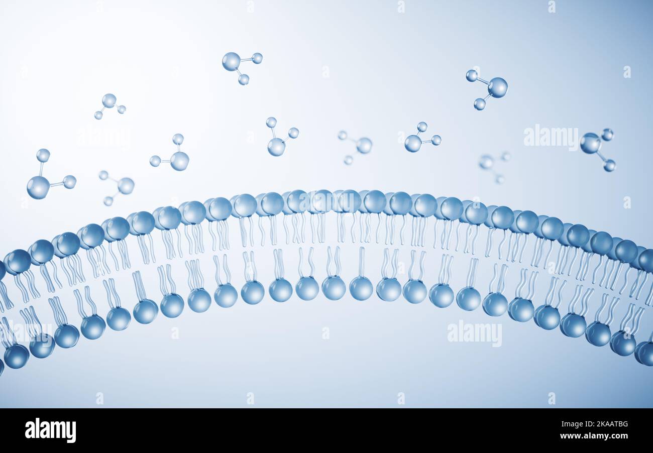 Transparent cytomembrane structure, 3d rendering. Digital drawing Stock ...