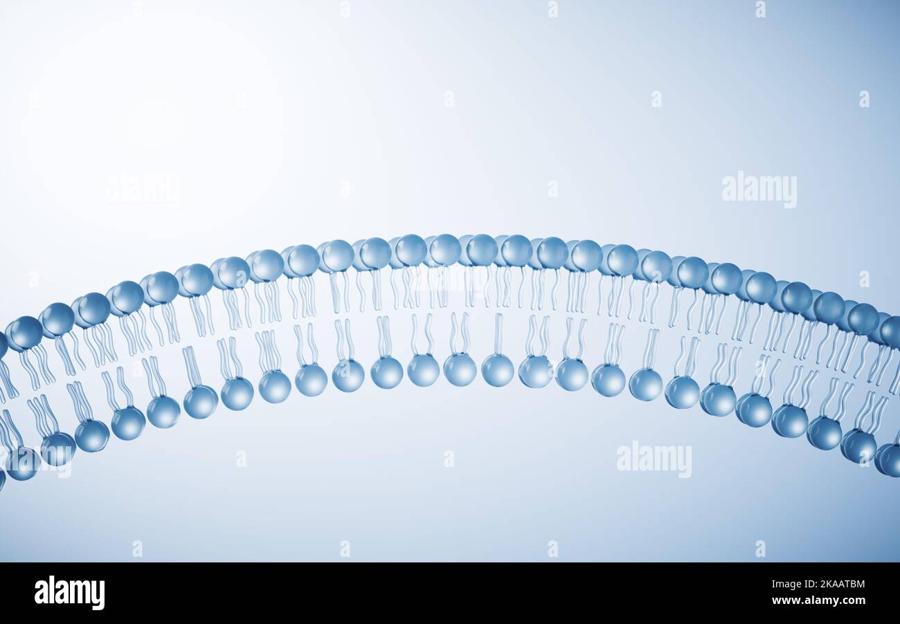 Transparent cytomembrane structure, 3d rendering. Digital drawing Stock ...