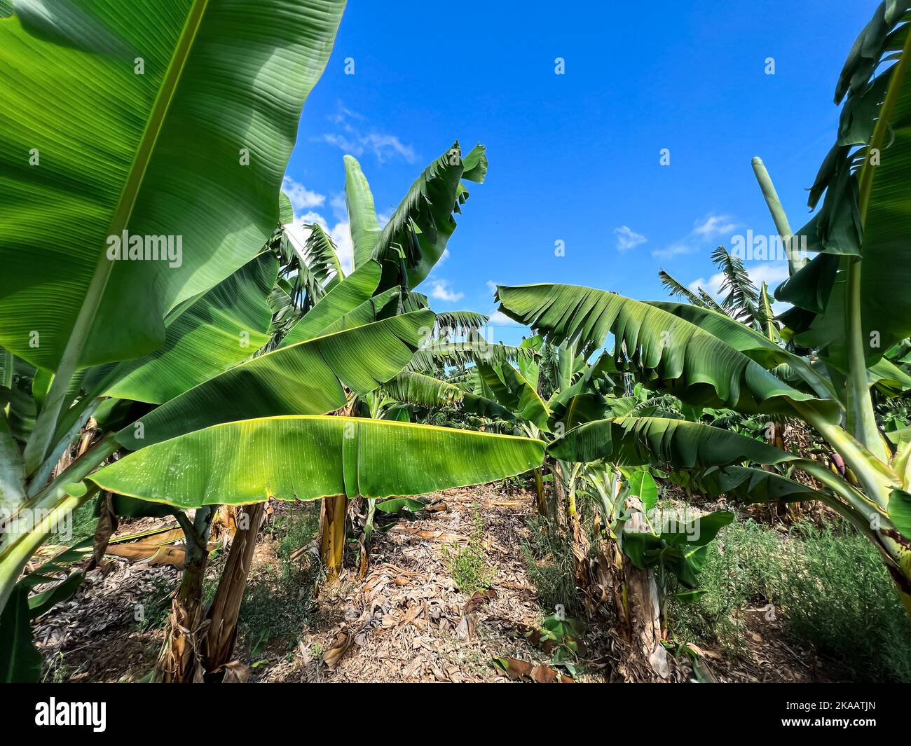 Plantation with green banana palm trees Stock Photo - Alamy