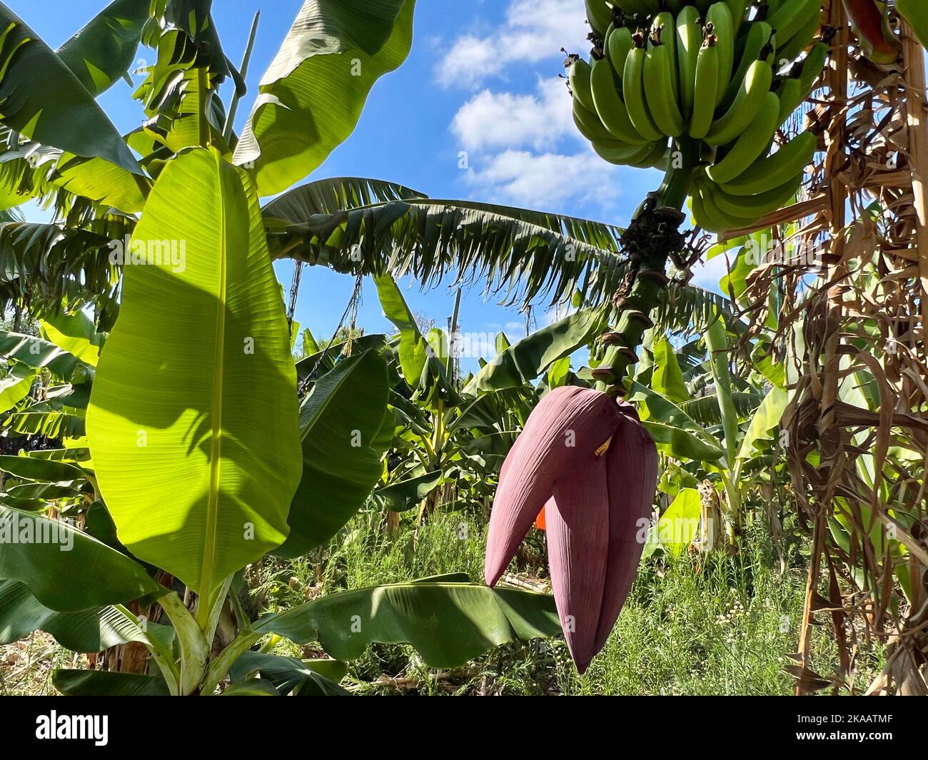 Banana blossom ecology hi-res stock photography and images - Alamy