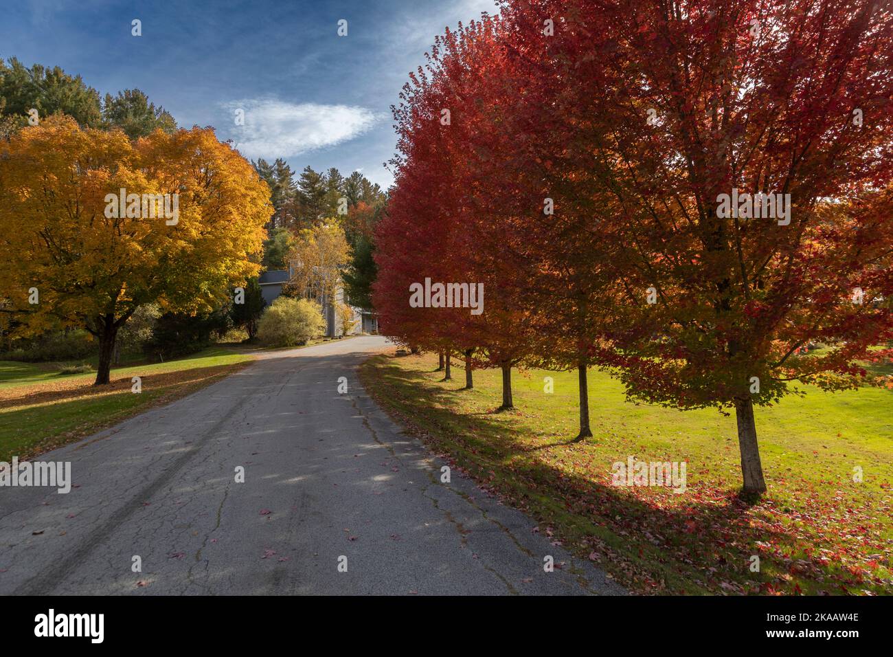 Autumn trees in a row hi-res stock photography and images - Alamy