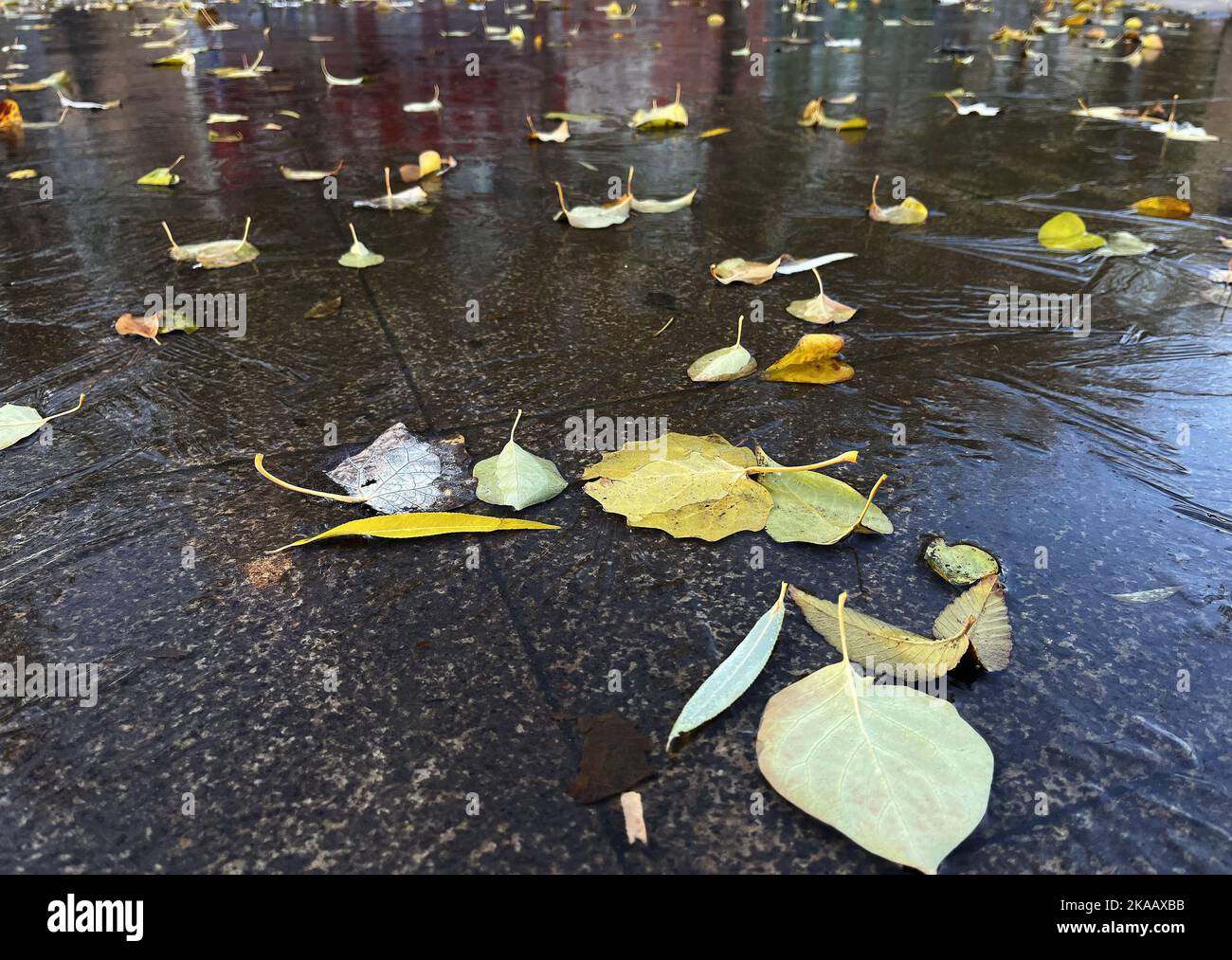 Leaves fall in iced water pools in early winter in Harbin City ...