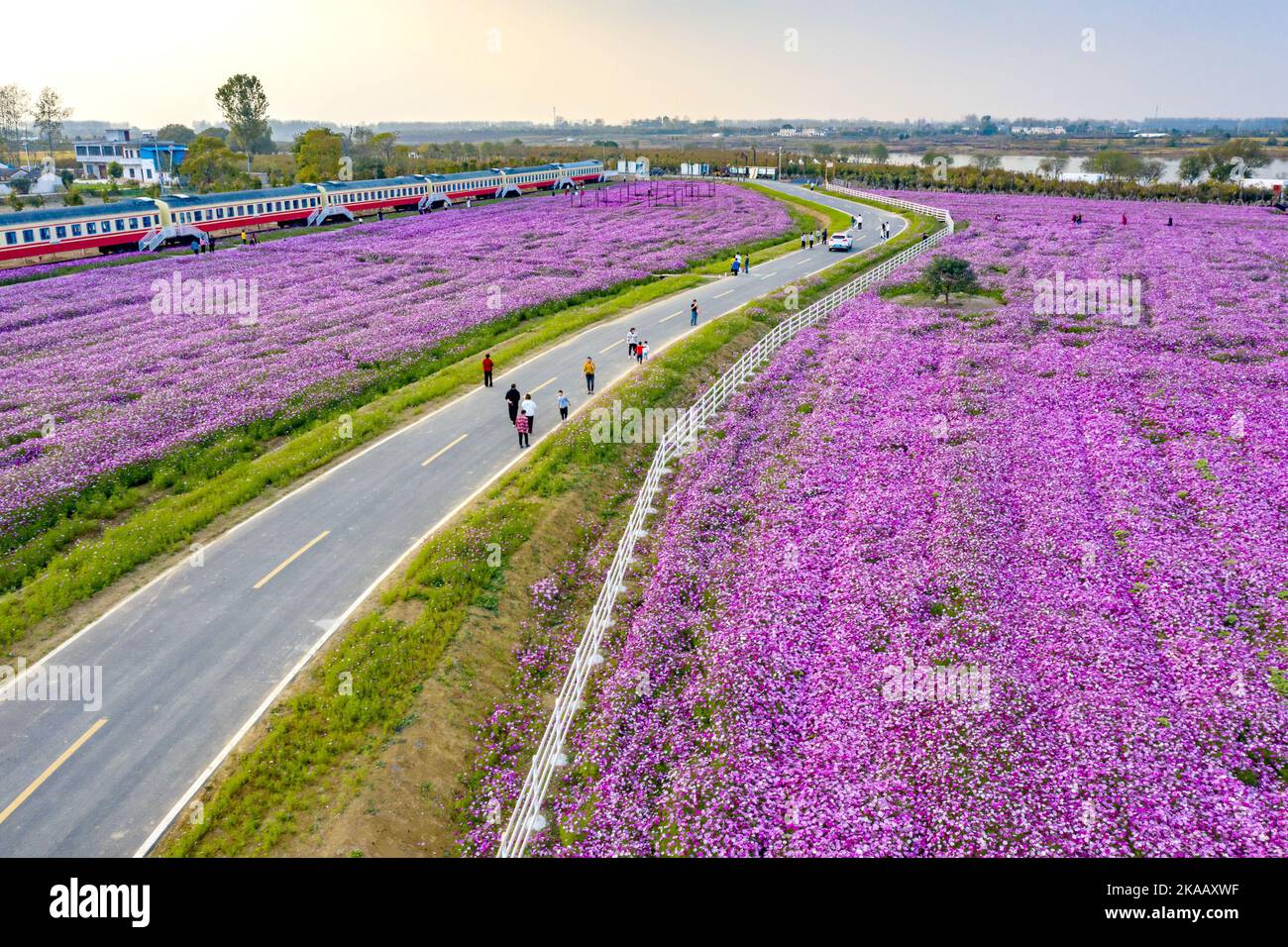 Tourists enjoy galsang flowers in SOUL FARM, Liangyuan Town, Feidong ...