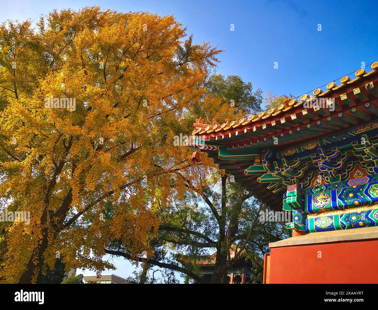 The autumn scenery of Beihai Park is particularly beautiful, Beijing ...