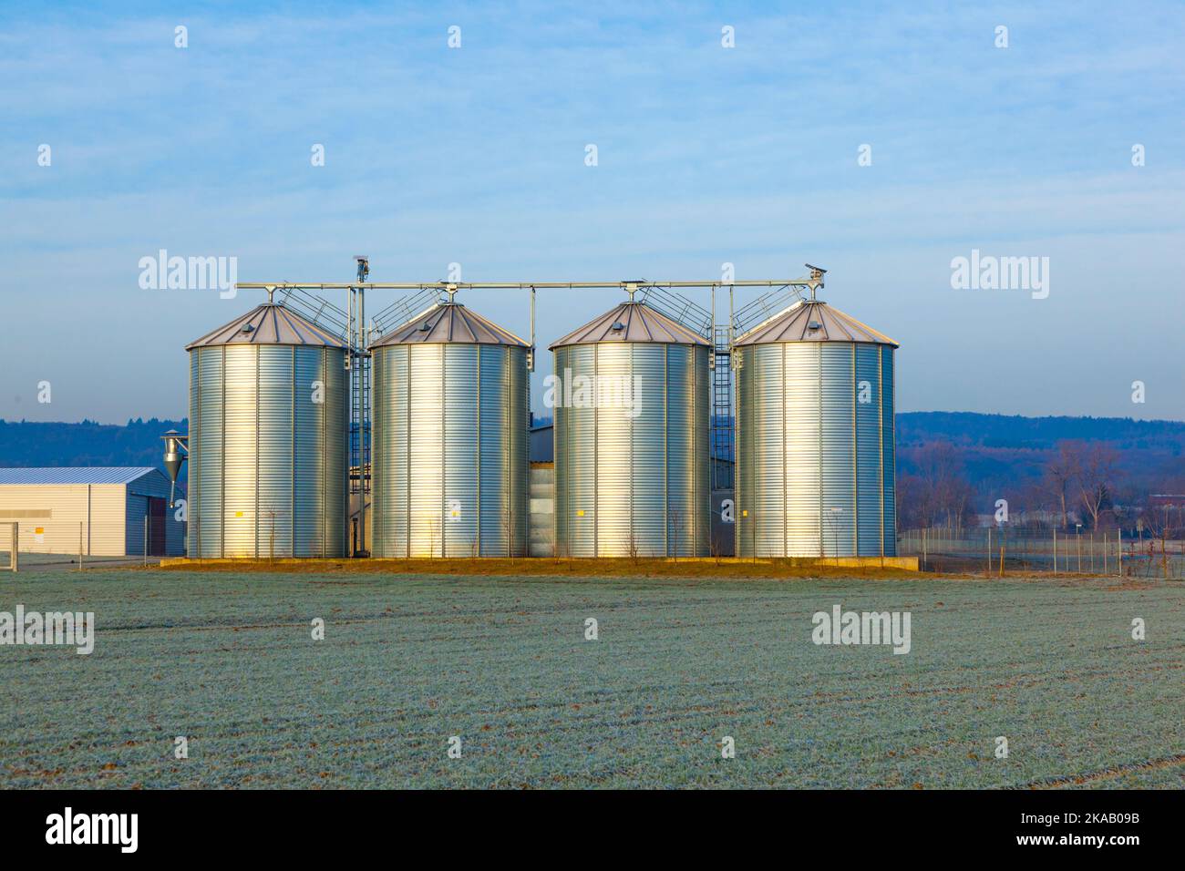 golden corn field in harvest with silo Stock Photo - Alamy