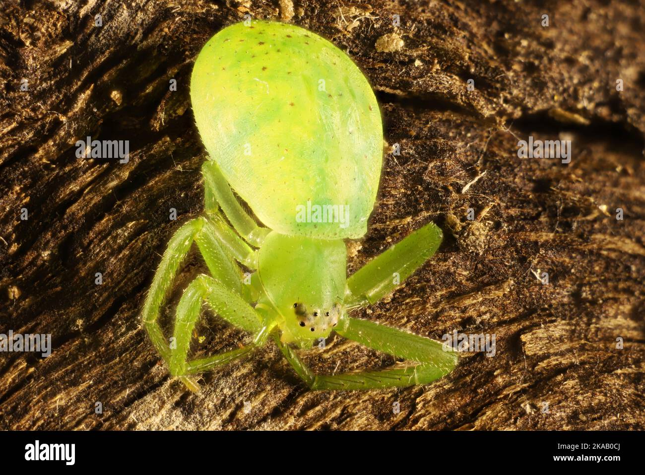 Super-macro dorsal view of Green Flower Spider (Thomisidae), South ...