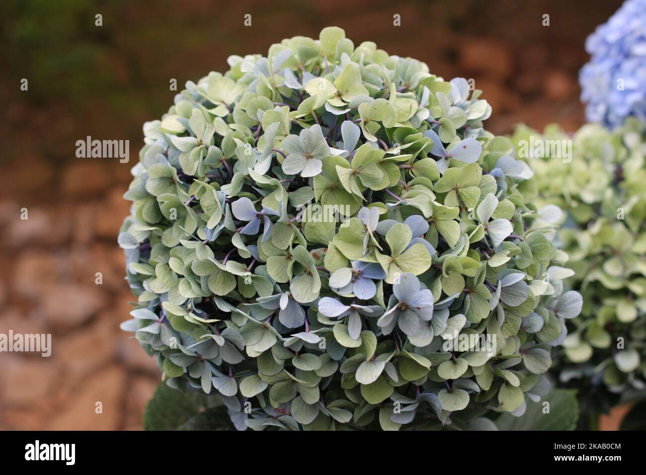 Multi color flowers in a garden Stock Photo - Alamy