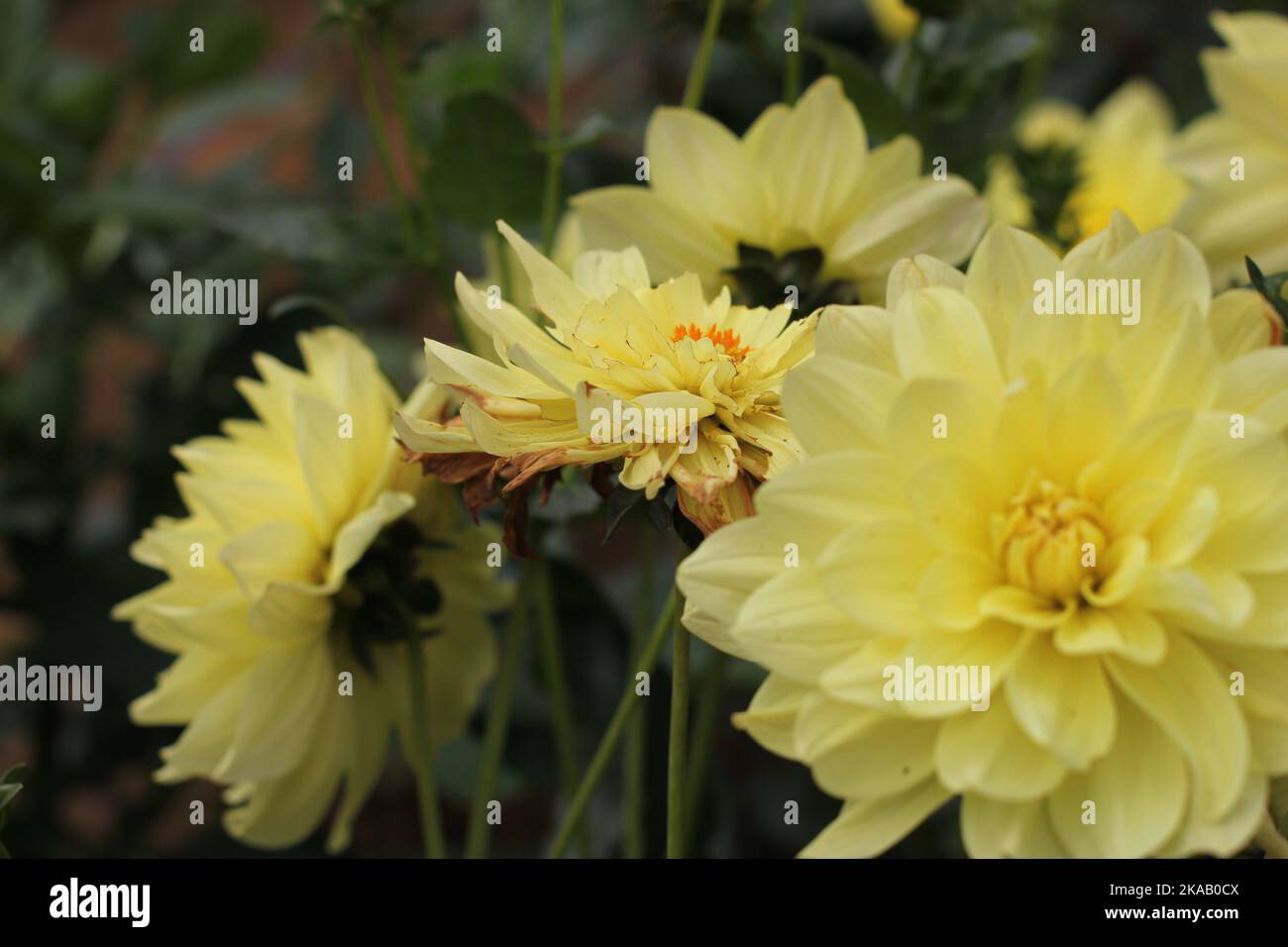 Shiny sunflowers in a garden Stock Photo - Alamy