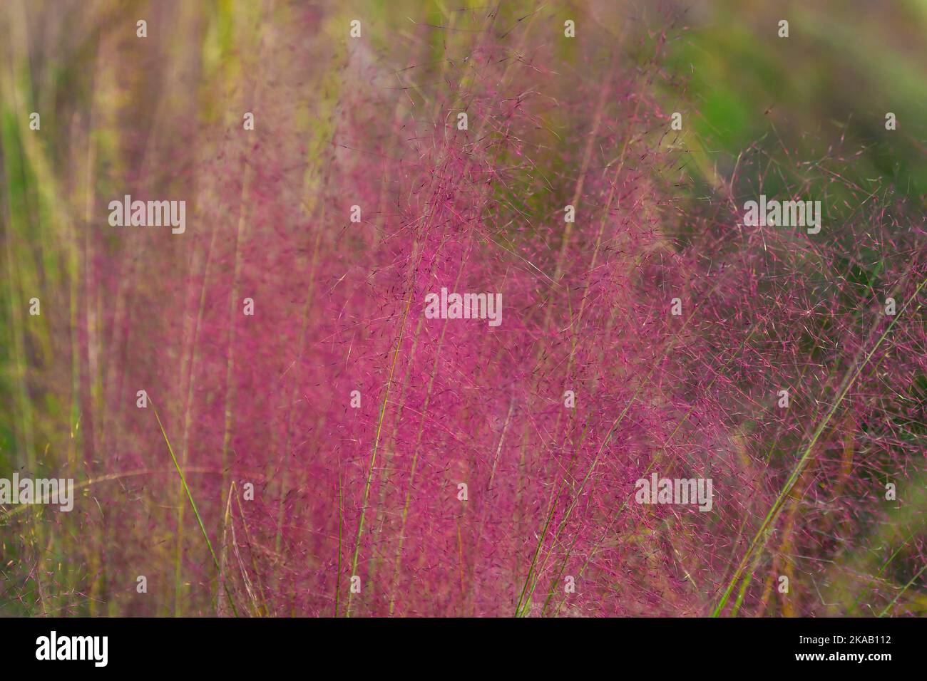 A large area of pink muhly grass is in full bloom, attracting many ...