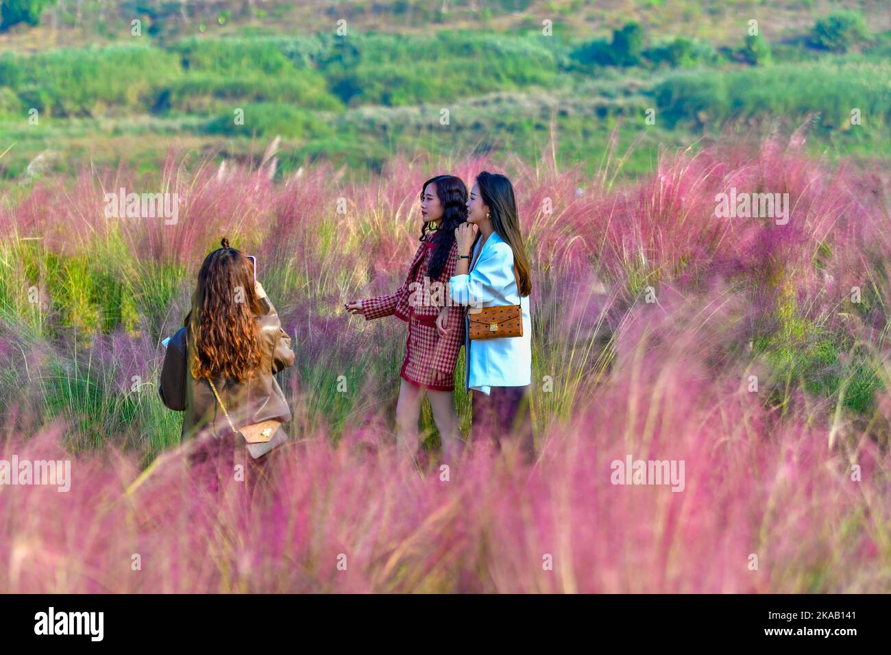 A large area of pink muhly grass is in full bloom, attracting many ...