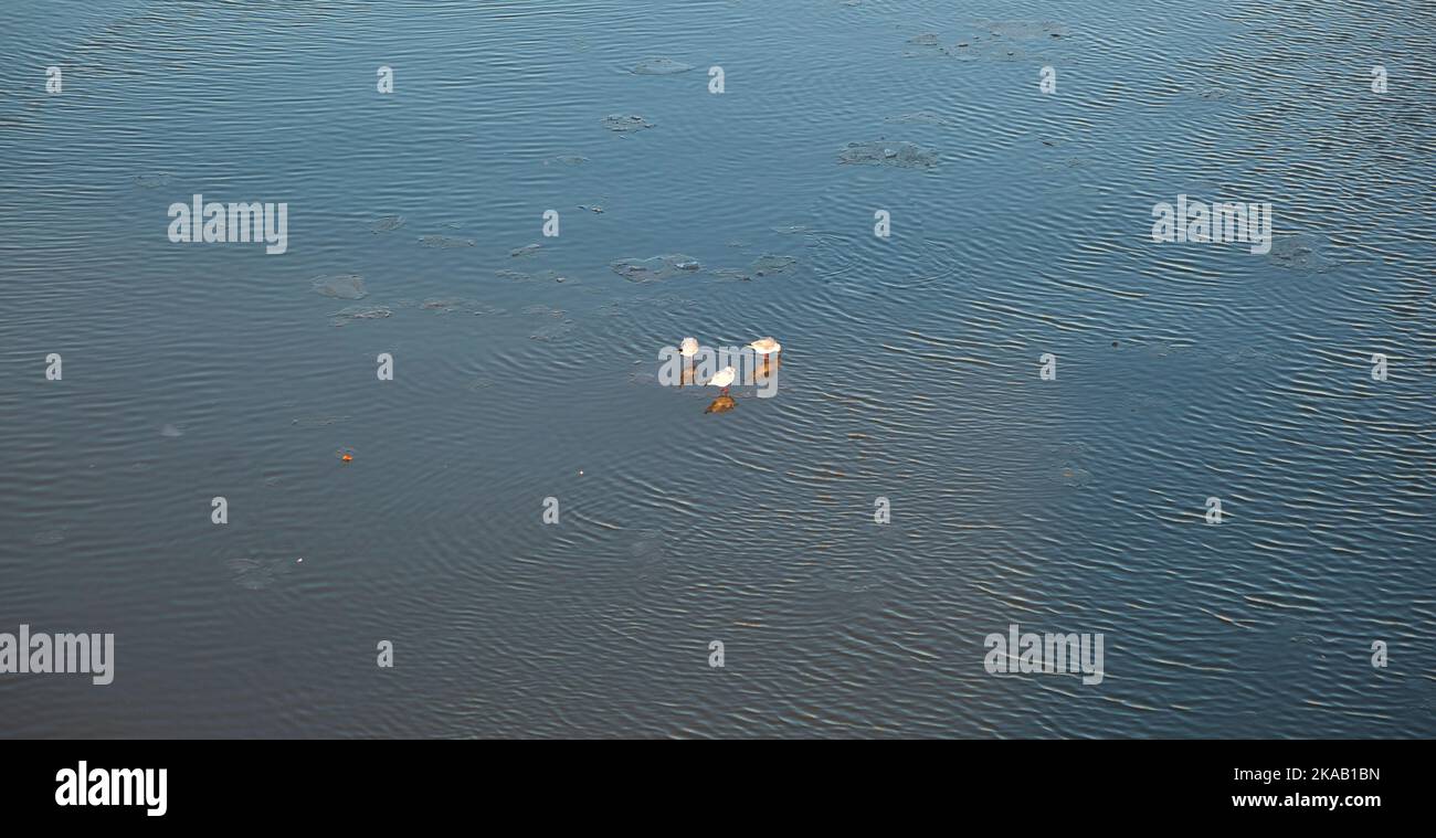 Group pigeons standing on water hi-res stock photography and images - Alamy