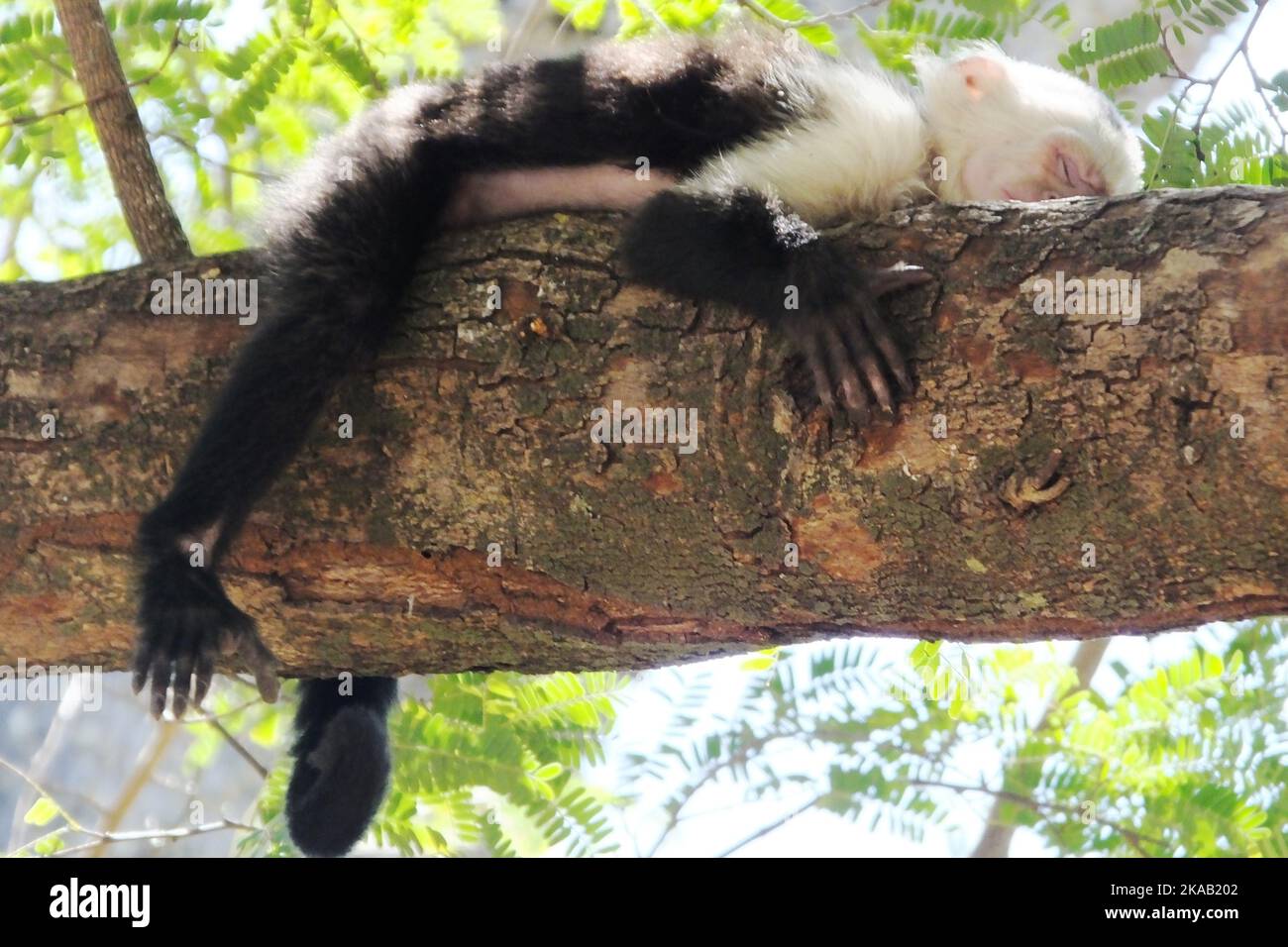 Costa rica white faced capuchin hi-res stock photography and images - Alamy