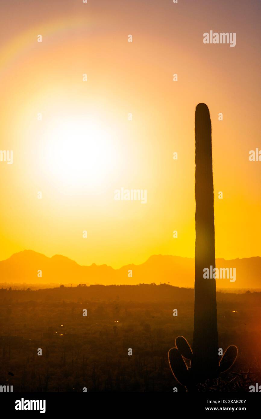 cactus in the desert in romantic sunset Stock Photo - Alamy