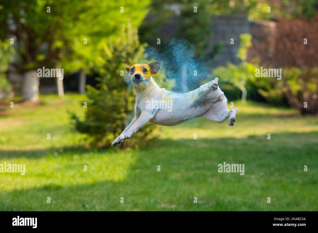 Dog jack russell terrier stained in holi colors jumps on a green lawn ...
