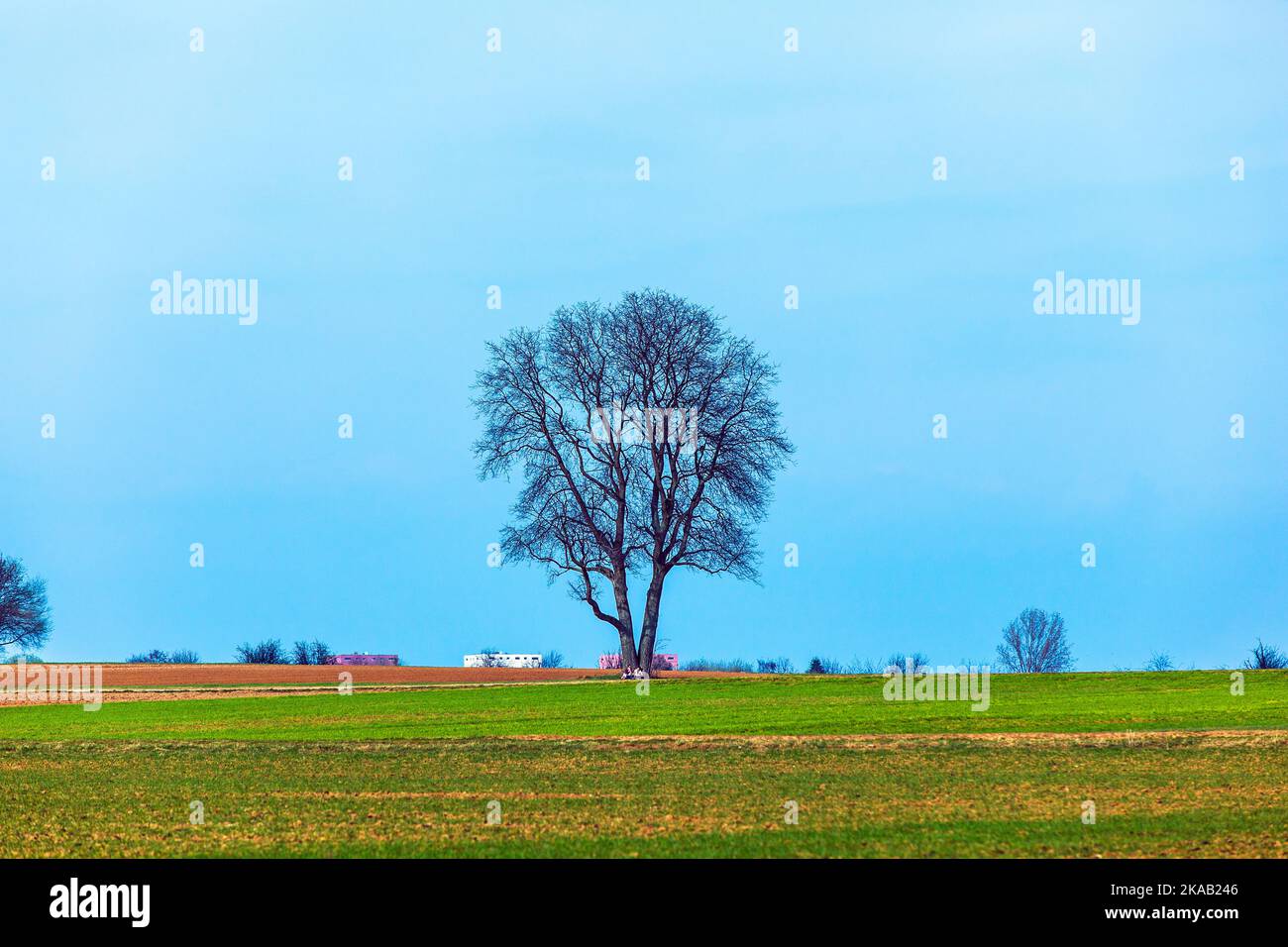 tree in rural area Stock Photo - Alamy