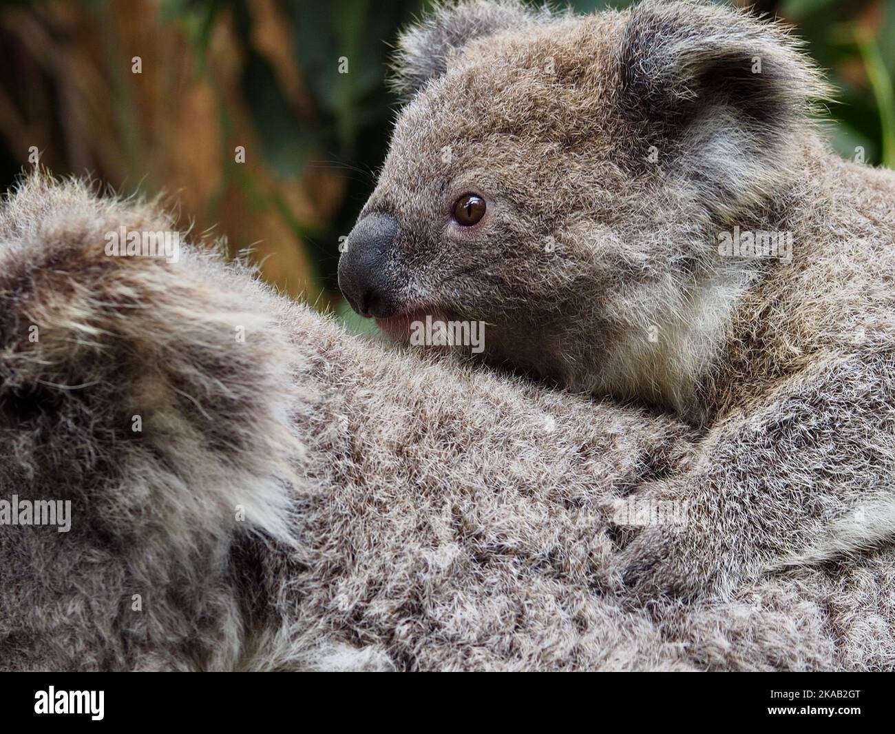 Wide-eyed trustful young Koala clinging to its mothers back Stock Photo ...