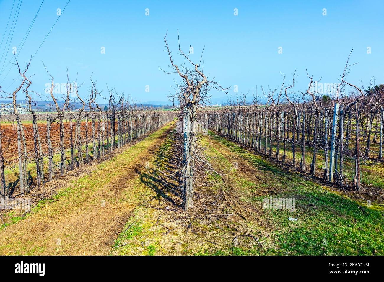 young apple trees in spring time at the field in a row Stock Photo - Alamy