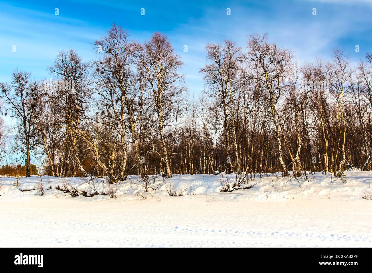 sunset in Finland over snowscape with trees Stock Photo - Alamy