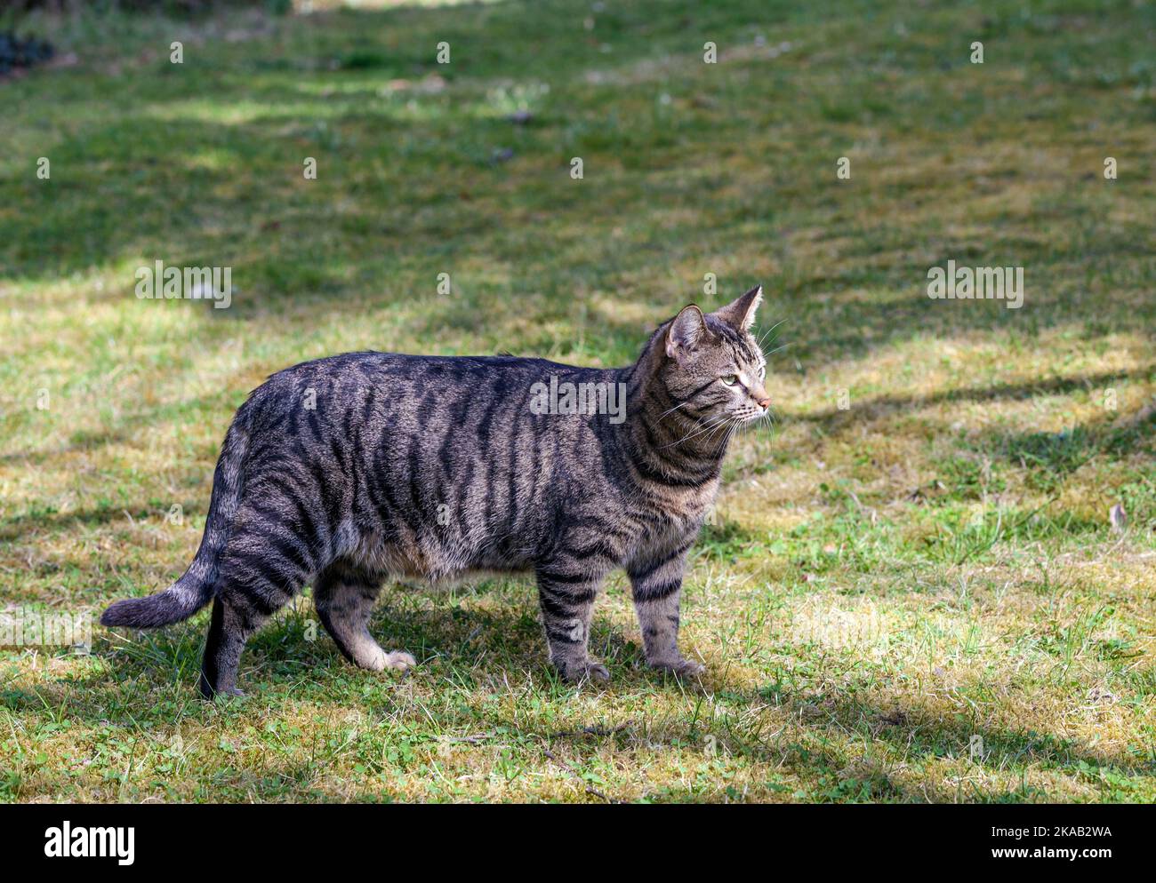 cute cat hunting in the garden Stock Photo - Alamy