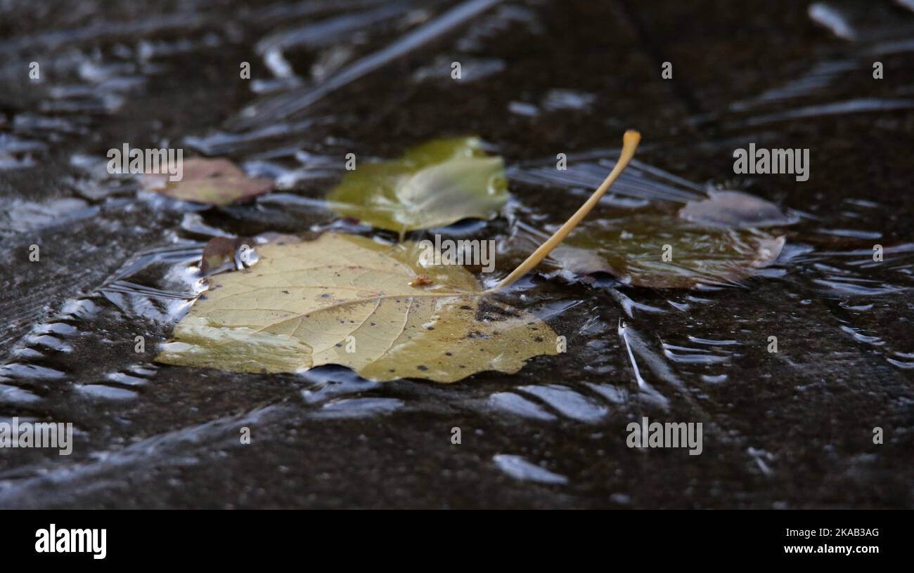 Leaves fall in iced water pools in early winter in Harbin City ...