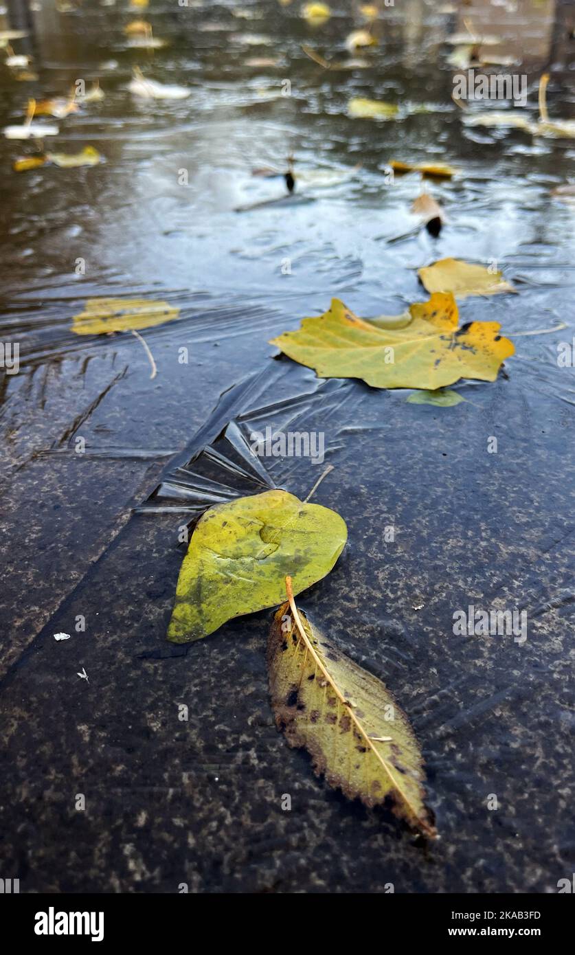 Leaves fall in iced water pools in early winter in Harbin City ...