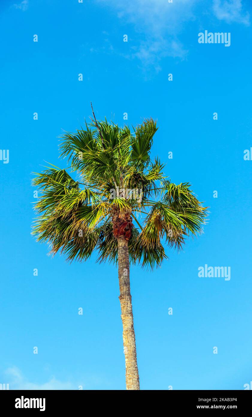 crown of palm tree Stock Photo - Alamy