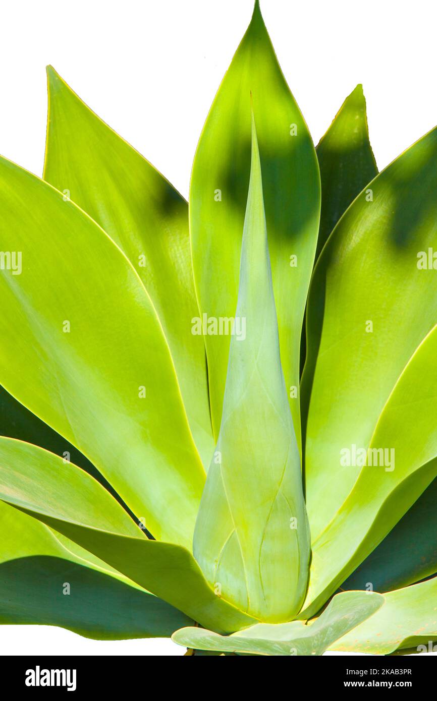 green Agave plant in natural sunlight Stock Photo - Alamy
