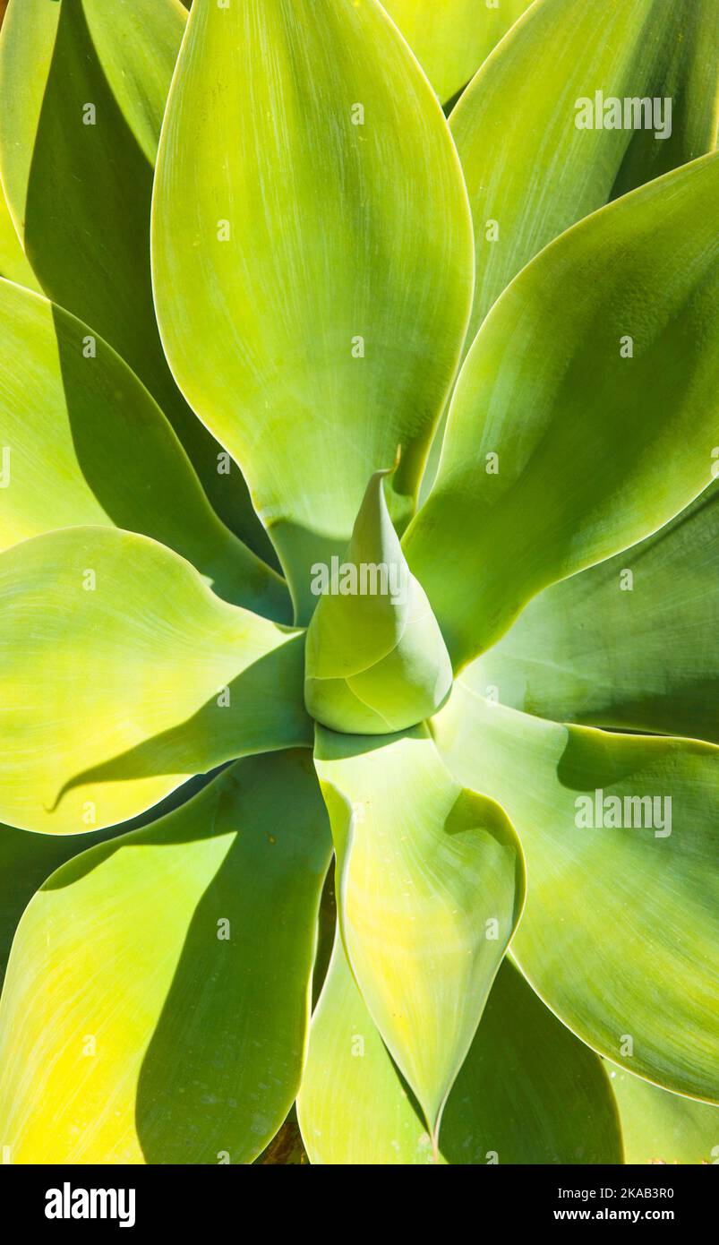 green Agave plant in natural sunlight Stock Photo - Alamy