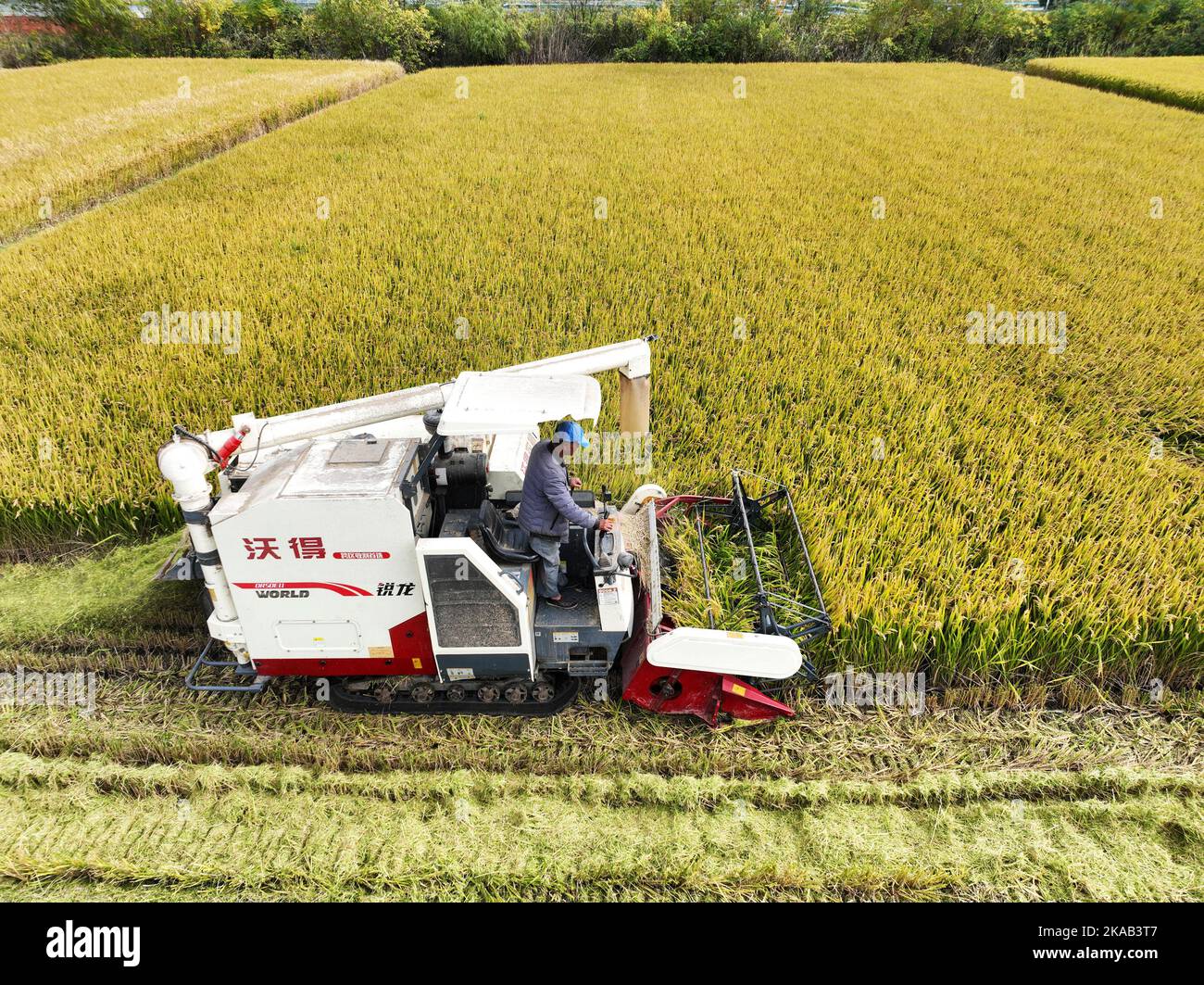 Aerial photos show the farmer harvesting rice in the harvester in ...