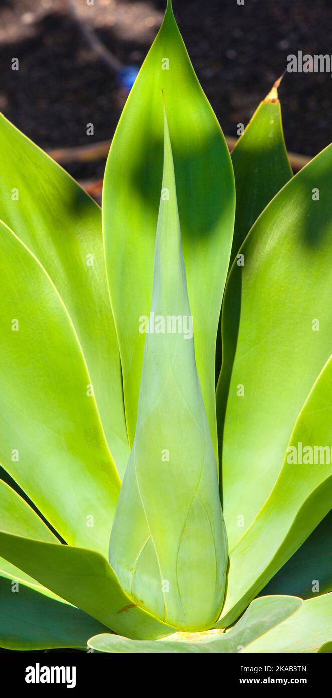 Agave plant in natural sunlight Stock Photo - Alamy