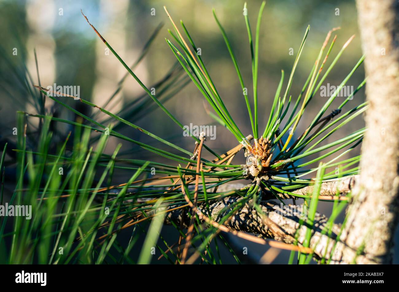 Spine forest hi-res stock photography and images - Alamy
