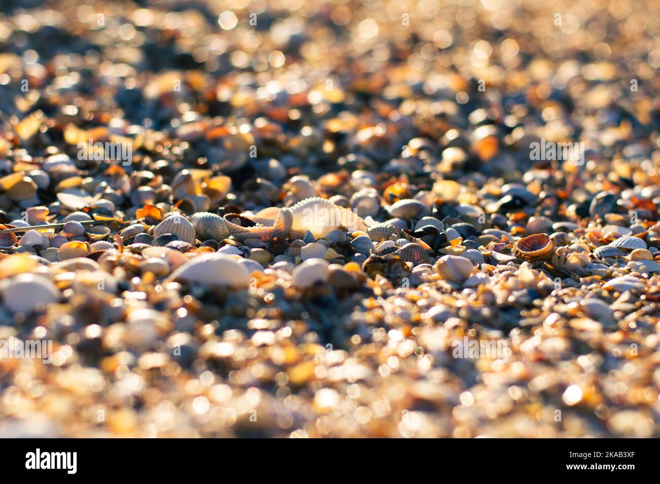 A background of shells on a seashell beach. A large number of small ...