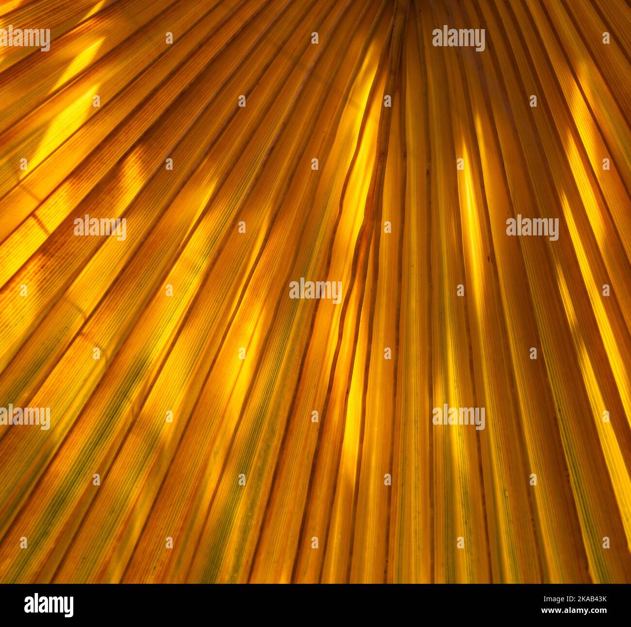 structure of palm tree in bright morning sun Stock Photo - Alamy