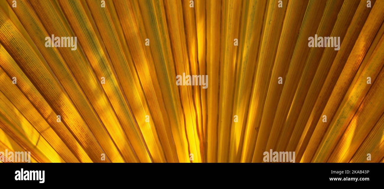 structure of palm tree in bright morning sun Stock Photo - Alamy