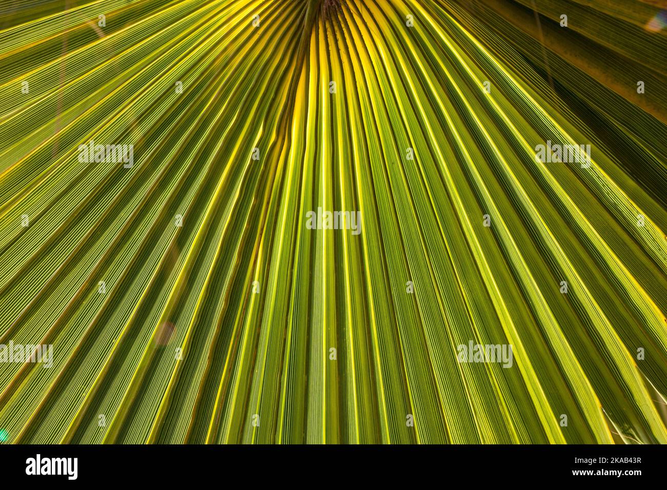 structure of palm tree in bright morning sun Stock Photo - Alamy