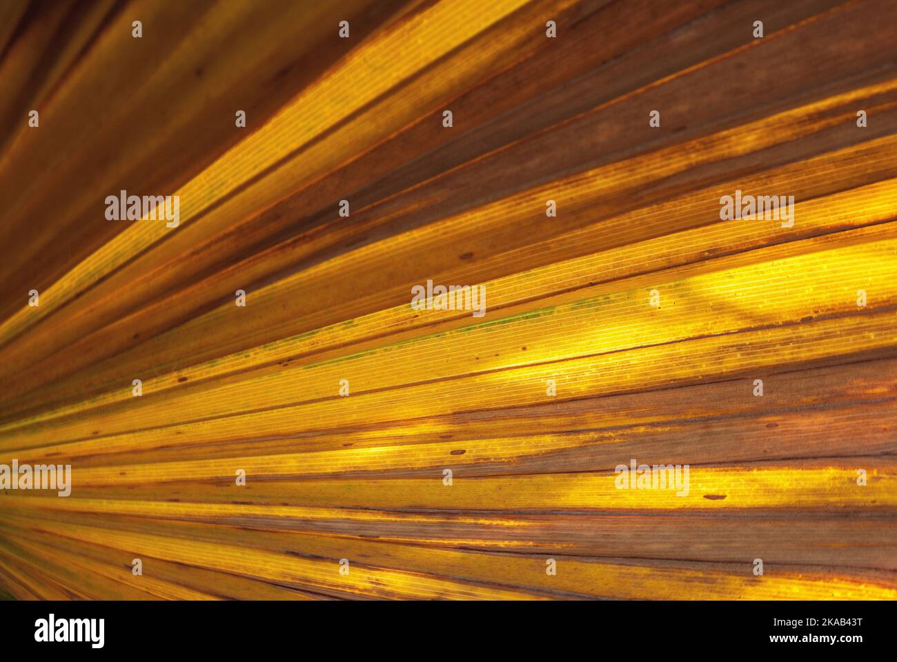 structure of palm tree in bright morning sun Stock Photo - Alamy