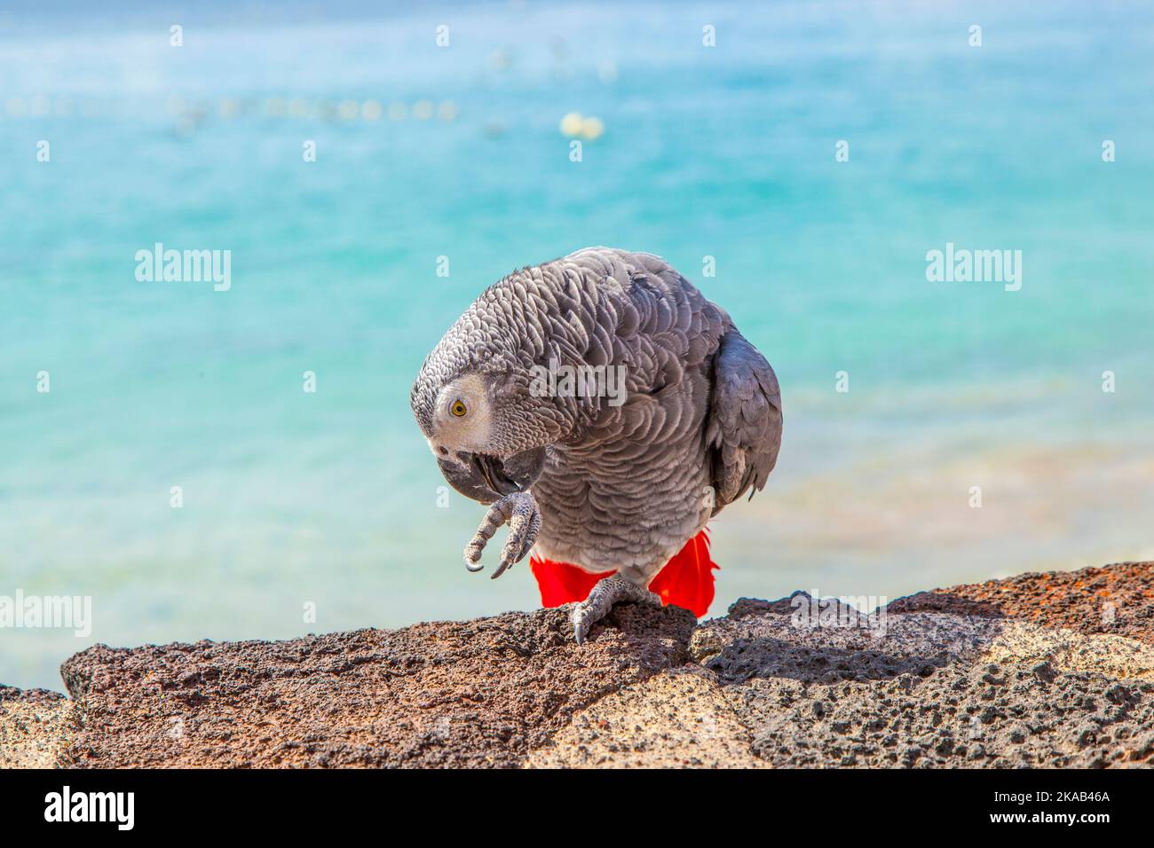 Ara the beautiful hi-res stock photography and images - Alamy