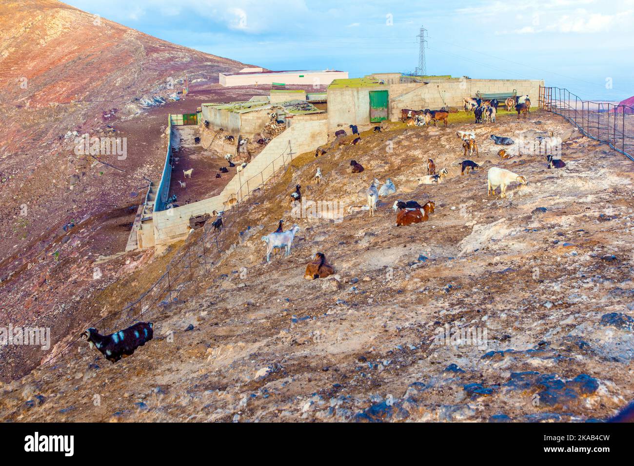 flock of goats in the mountains of a cheese diary Stock Photo - Alamy