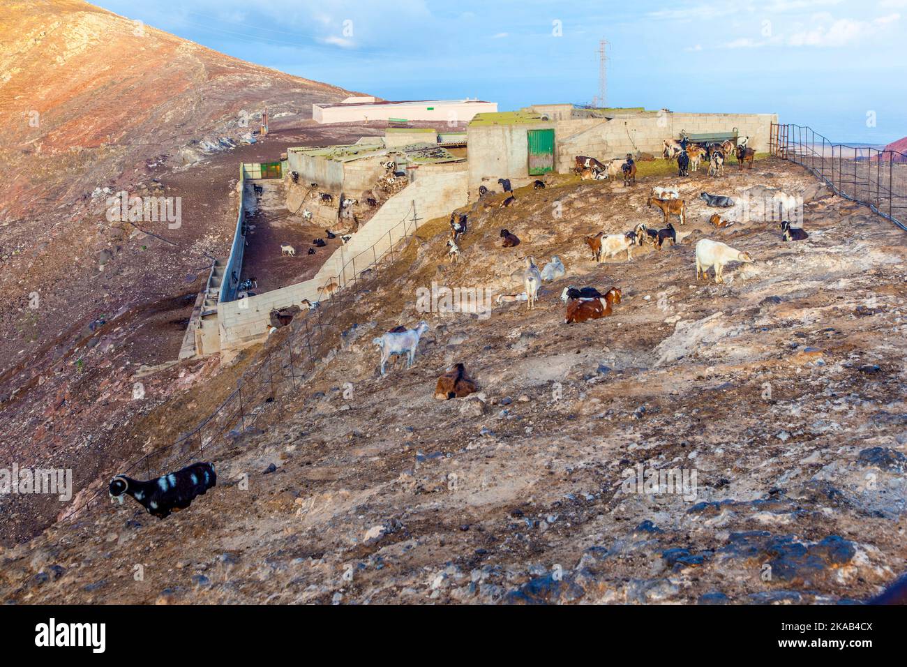 flock of goats in the mountains of a cheese diary Stock Photo - Alamy