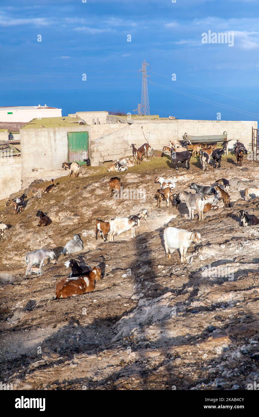 flock of goats in the mountains of a cheese diary Stock Photo - Alamy